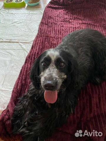 Кокер спаниель