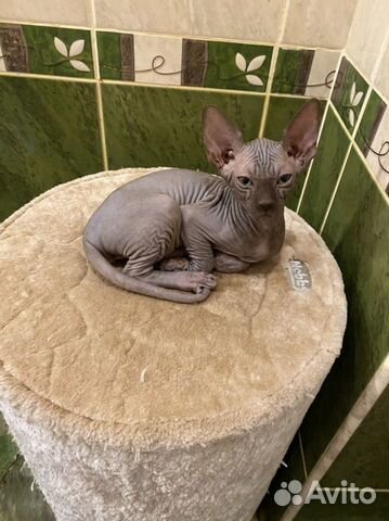 Котята сфинкс