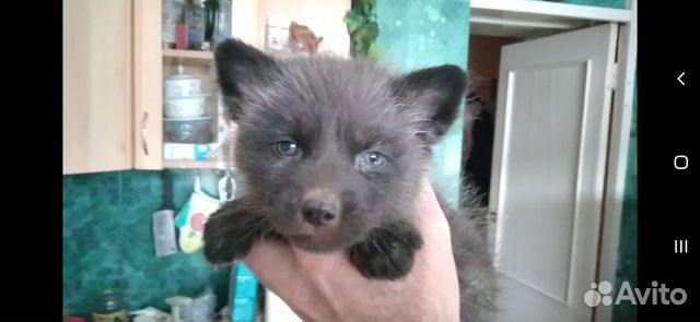 Домашние лисята