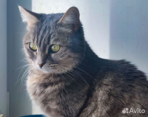 Кошка Булочка