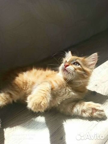 Солнечный малыш от очень любимой кошки