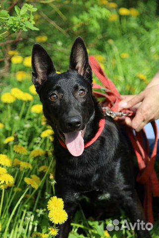 Соня Мерседес ищет семью