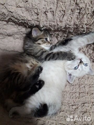 Котята