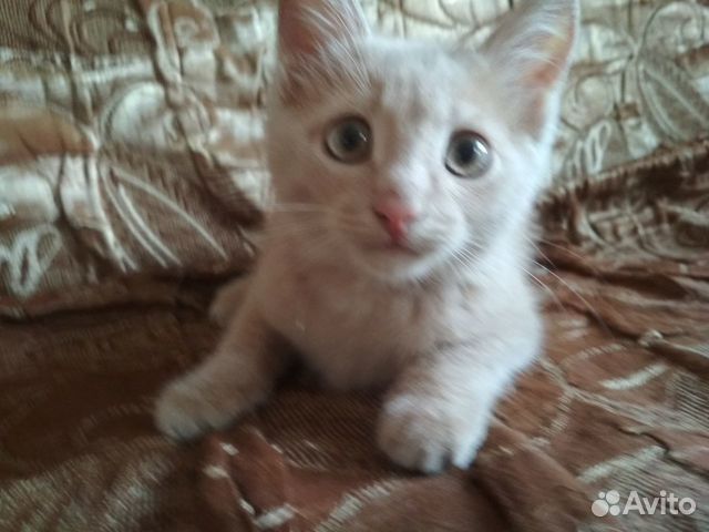 Кошка в добрые руки бесплатно