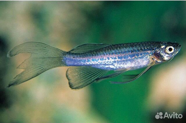 Рыбка Данио синяя