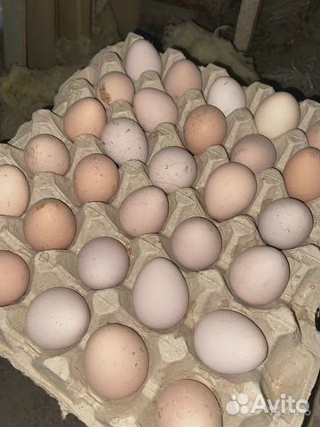 Инкубационое яйцо цесарок