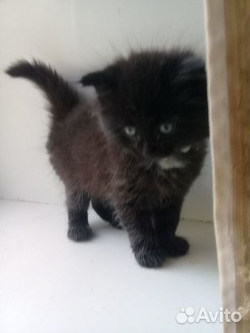 Котенок в добрые руки
