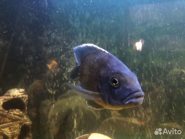 Рыба дельфин