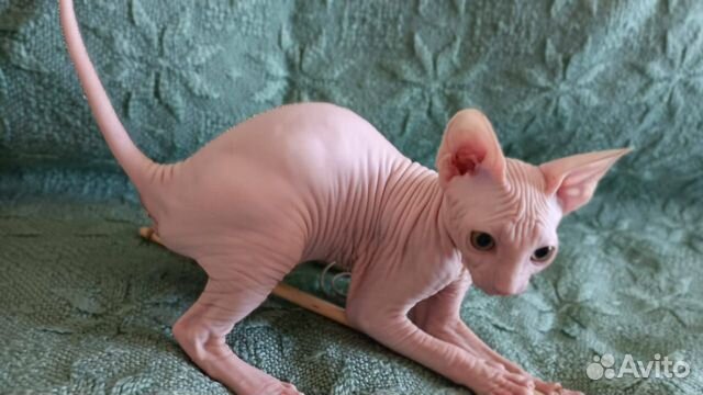 Котенок сфинкс