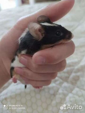 Мышь декоративная