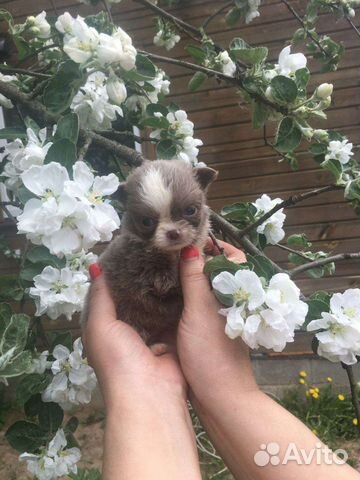 Лиловая куколка