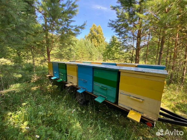 Продам пчелосемьи карники и карпатки