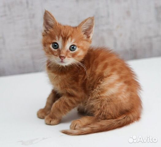 Котенок ищет семью