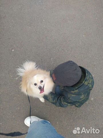 Шпиц