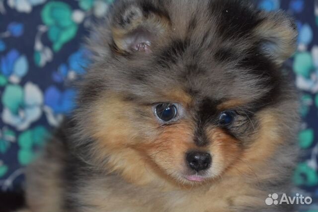 Шпиц - просто очаровашка