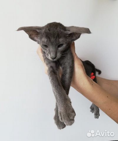 Ориентальные котята