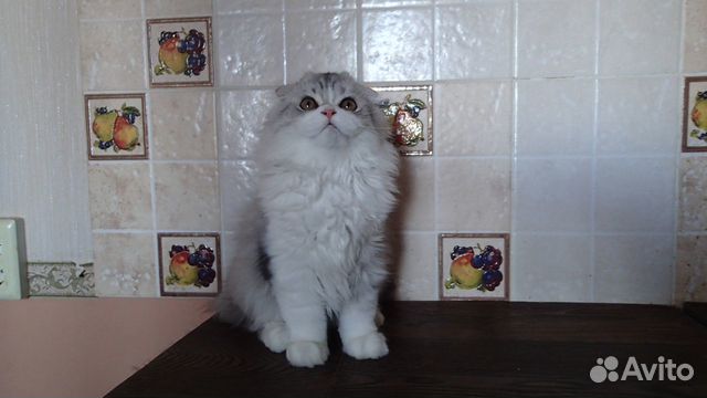 Шотландские котята