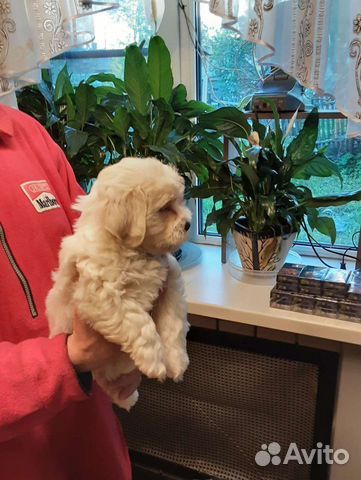 Щенки мальтипу