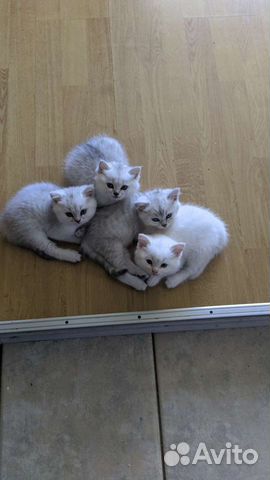 Продаются котята