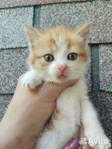Котенок 1.5мес мальчик