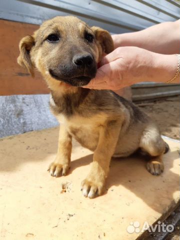 Щенок в добрые руки девочка бесплатно
