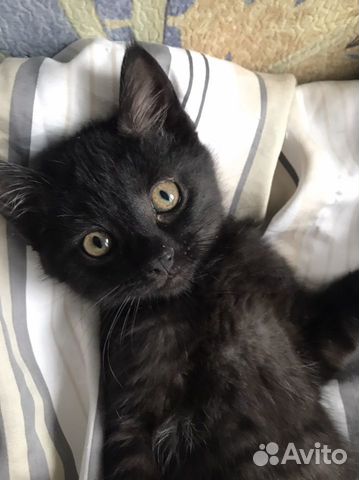 Черная пантерка