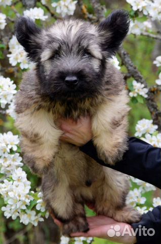 Щенок скай терьера