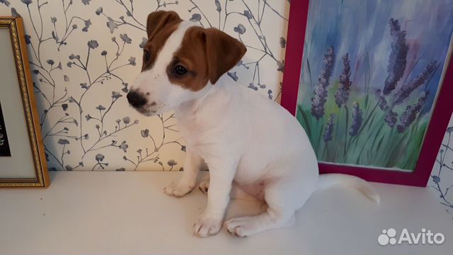 Щенок Джер Рассел терьер