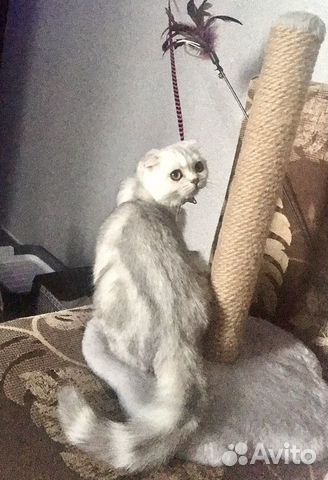 Шотландский вислоухий котенок