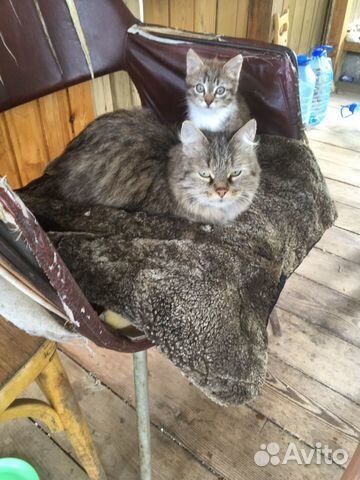 Котенок