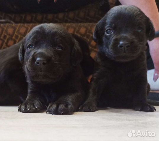 Щенки лабрадора черный