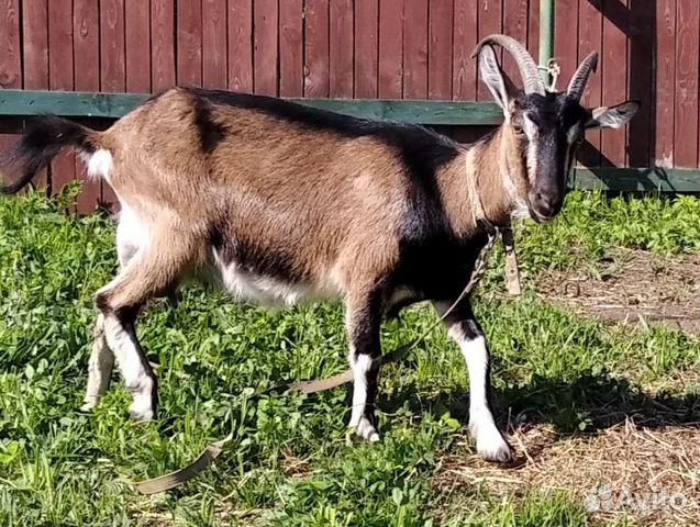 Коза дойная козлята
