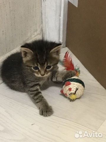 Котята в добрые руки бесплатно