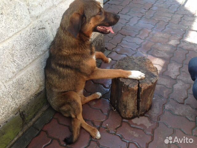 Собака в добрые руки