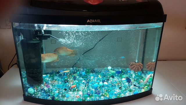 Аквариумные рыбки