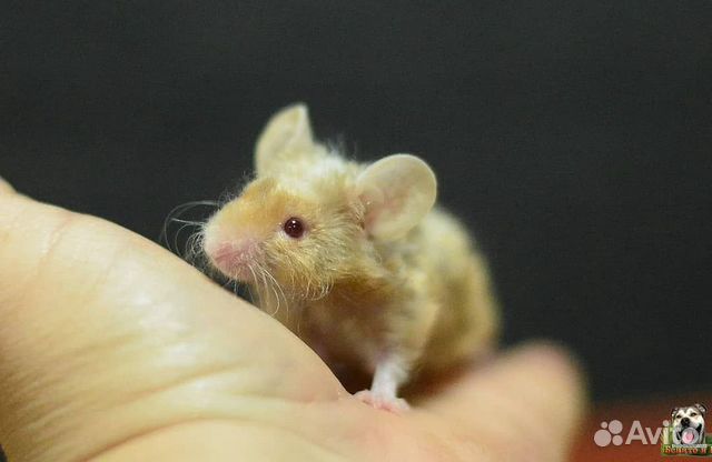 Продаются декоративные мышки сатин рекс