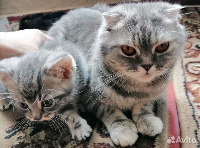 Шотландская вислоухая