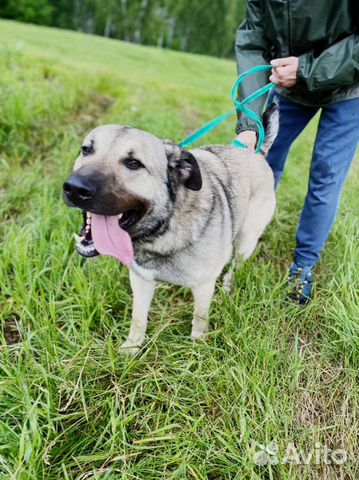 Собака в добрые руки