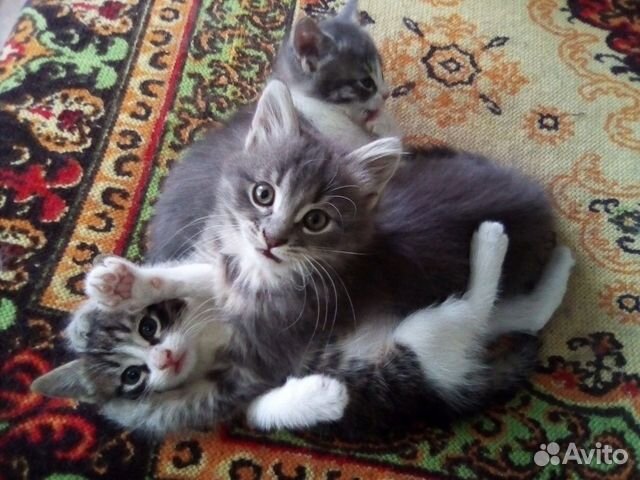 Котята в добрые руки бесплатно