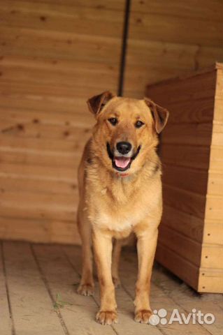 Пес Персик ищет дом. В добрые руки