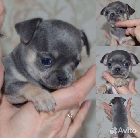 Девочка чихуахуа редкого голубого окраса