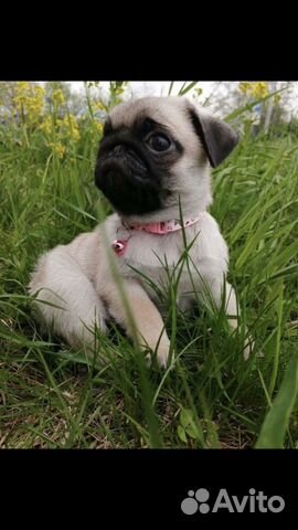 Мопсодевчушка - щенок