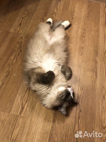 Котик в добрые руки