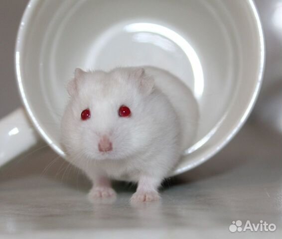 Хомячок кэмпбелла (самец) п-к "Звёздный