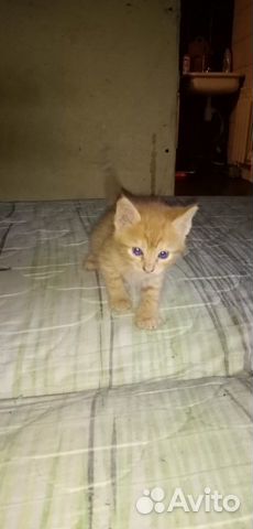 Котята в добрые руки бесплатно