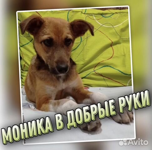 Моника в поисках семьи