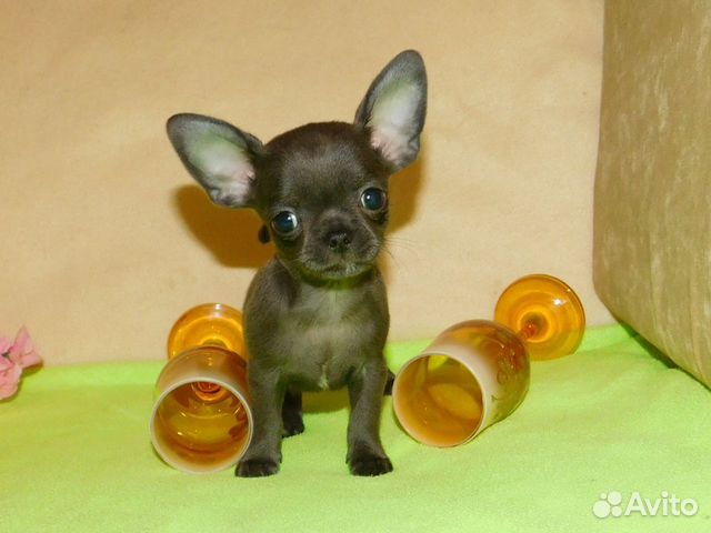 Гоша-мальчик чихуахуа, мелкий стандарт