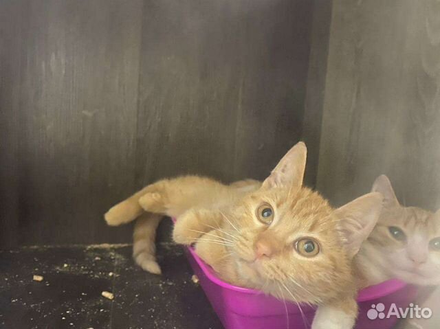 Рыжулька ищет дом