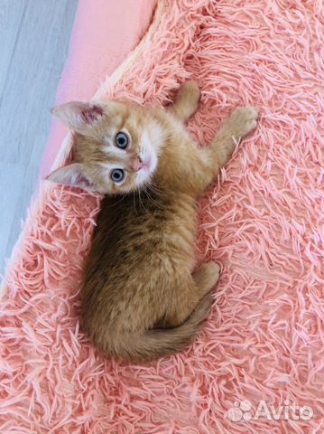 Котенок 1,5 месяца в добрые руки