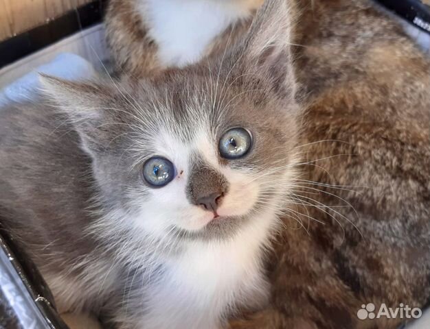 Котятам нужен хозяин